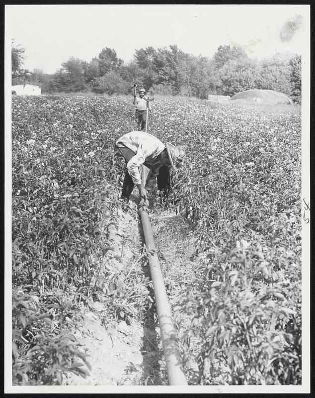 Big Rig - Laying irrigation pipe through dusty furrow is part of the ...