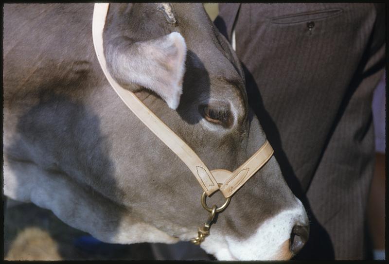 Cow 4H - Digital Commonwealth