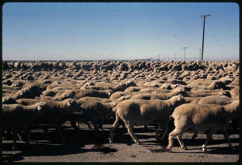 Large flock of sheep - Digital Commonwealth