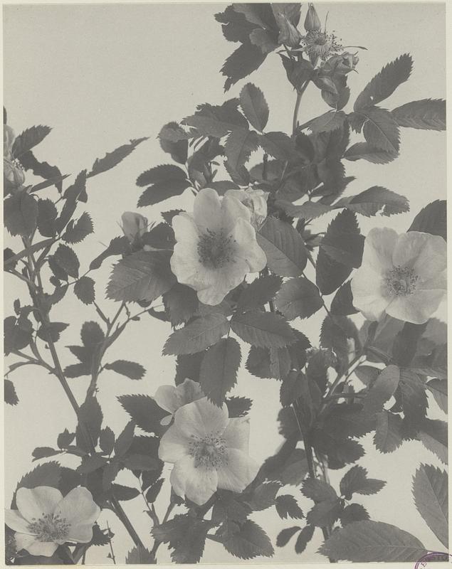 55. Rosa blanda, meadow rose - Digital Commonwealth