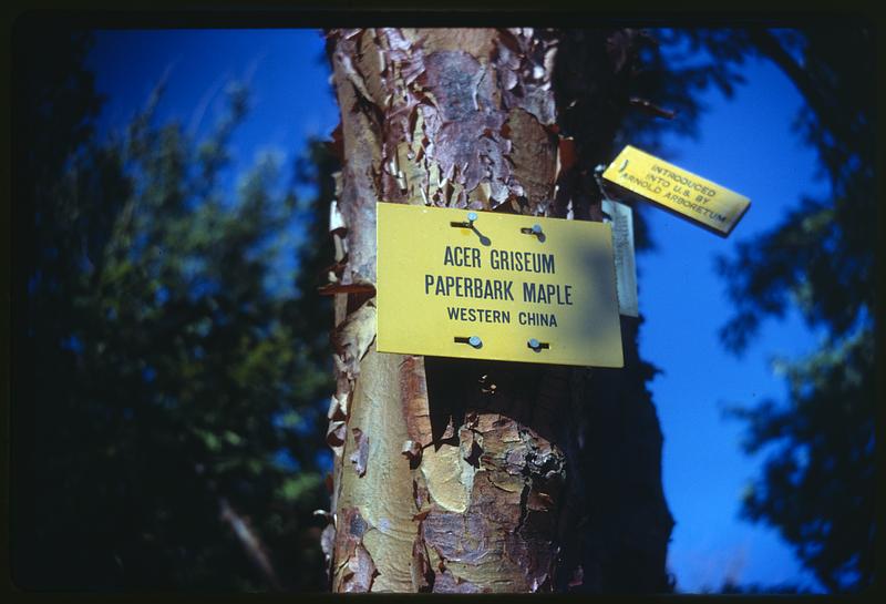 Acer Griseum Paperbark Maple, Western China - Digital Commonwealth