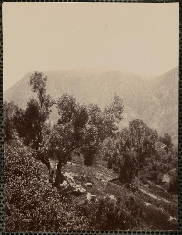 Olive trees, Delphi, Greece - Digital Commonwealth