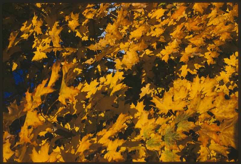 Fall foliage - Digital Commonwealth