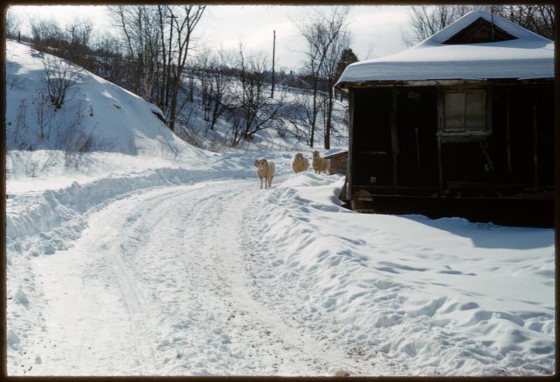 Sheep standing in snow - Digital Commonwealth