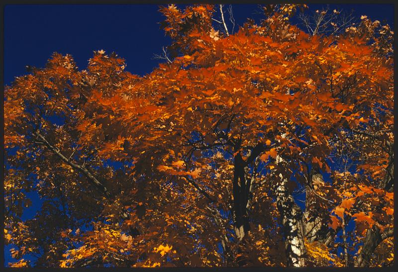 Fall foliage - Digital Commonwealth