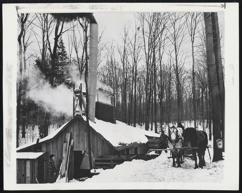 Maple Syrup Harvest Fresh drawn maple syrup sap flows from the tank on ...