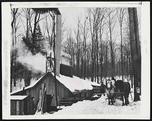 Maple Syrup Harvest Fresh drawn maple syrup sap flows from the tank on ...