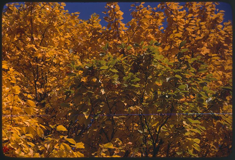 Fall foliage - Digital Commonwealth