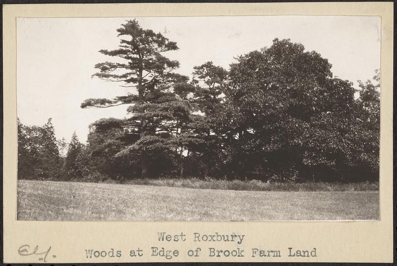 West Roxbury, woods at the edge of Brook Farm land - Digital Commonwealth