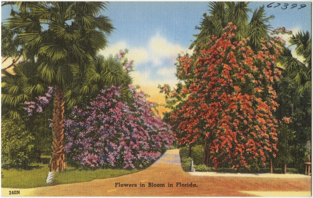 Flowers in bloom in Florida - Digital Commonwealth