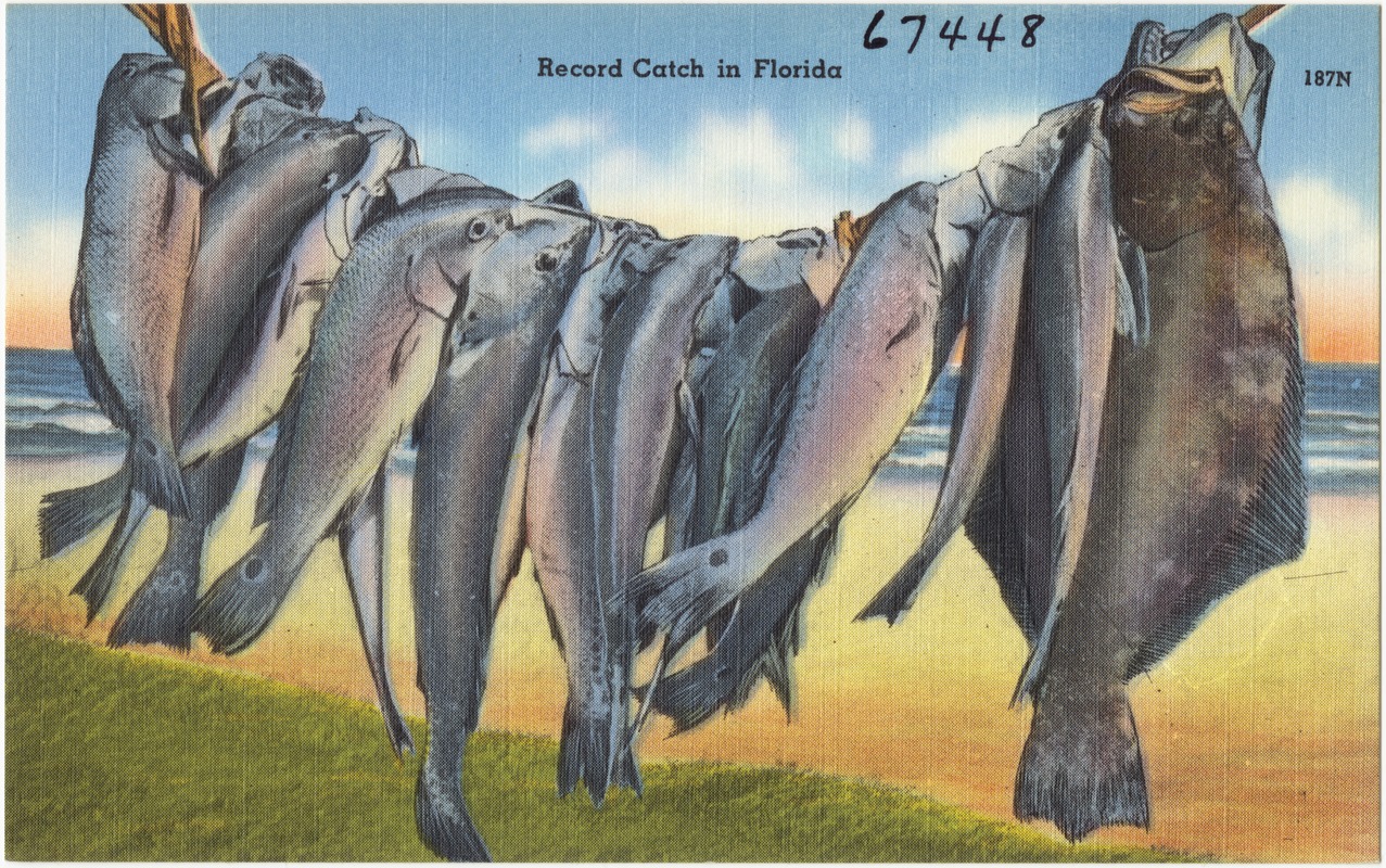 Record catch in Florida - Digital Commonwealth
