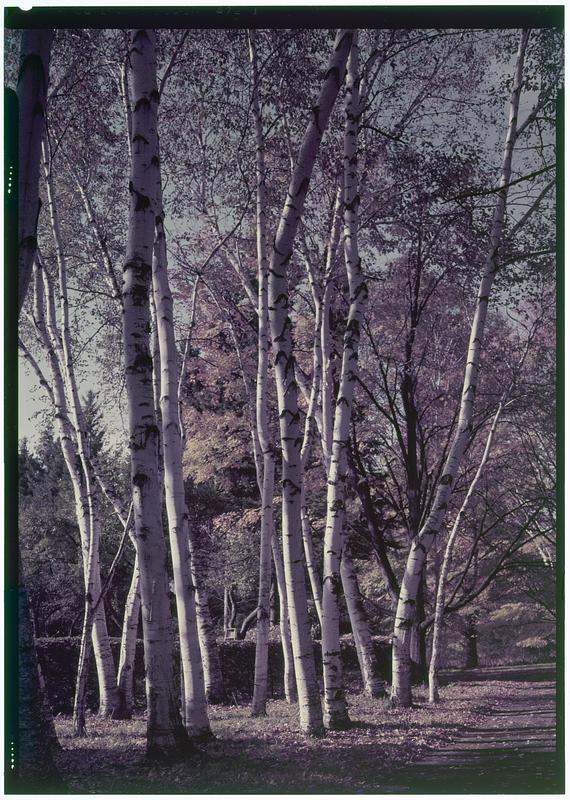Autumn trees, Lenox - Digital Commonwealth
