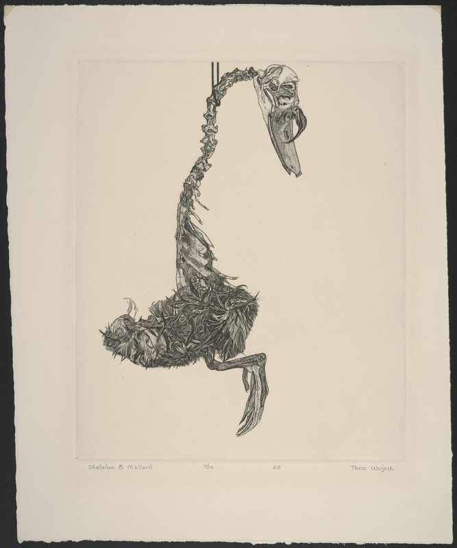 Skeleton 8, mallard - Digital Commonwealth