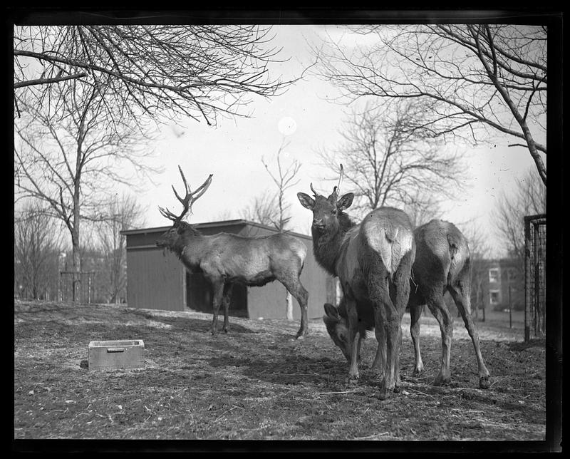 Elk - Franklin Park Zoo - Digital Commonwealth