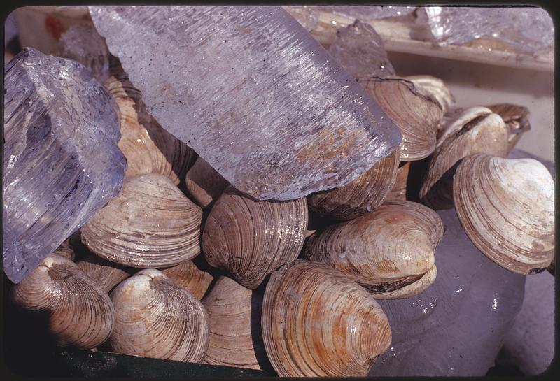 Clams - Digital Commonwealth