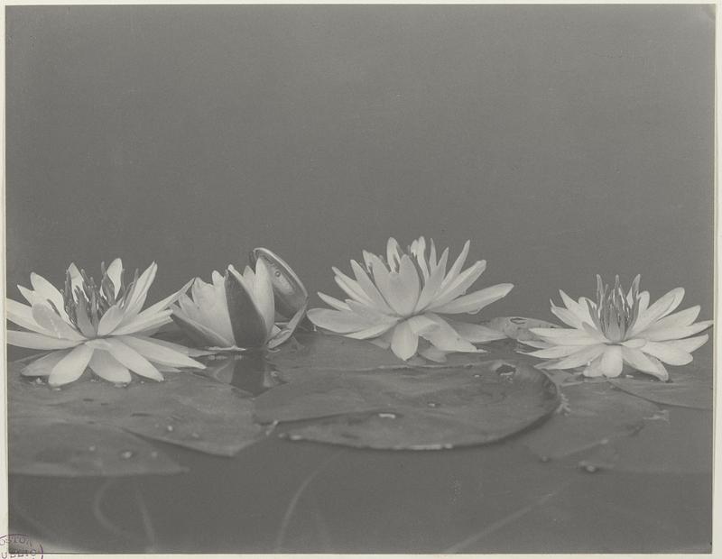 133. Castalia odorata, sweet-scented water-lily, pond lily, water nymph ...