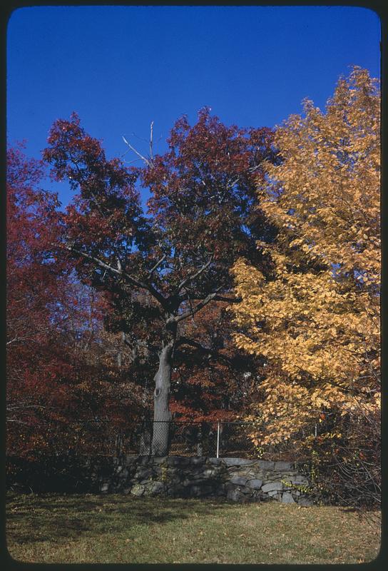 Trees showing fall foliage - Digital Commonwealth