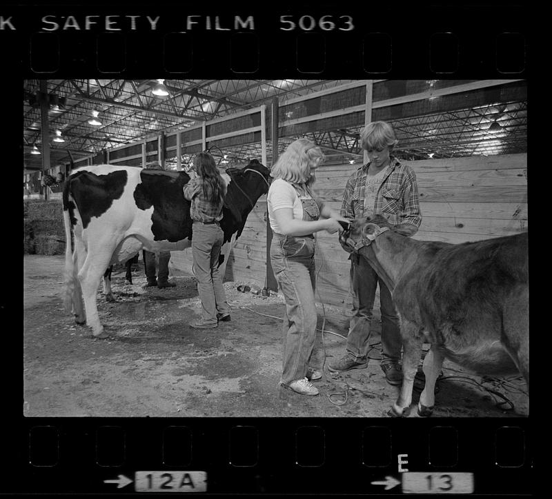 Caring for cows at Eastern States Exposition, Springfield - Digital ...