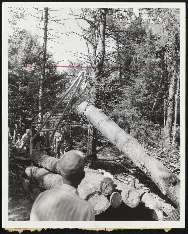 'Demonstration' of the mechanical loading of white pine logs at the ...