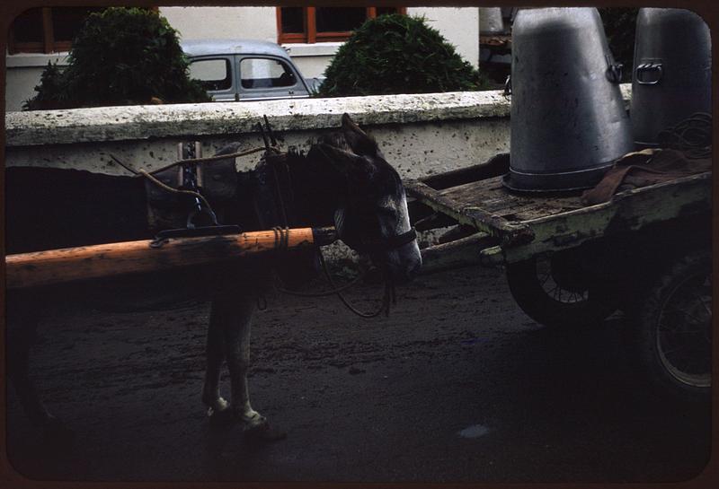 Donkey cart at creamery, Castleisland - Digital Commonwealth