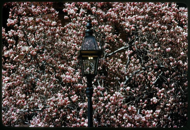 Springtime magnolia blossoms and gaslamp on Newbury Street, Back Bay ...
