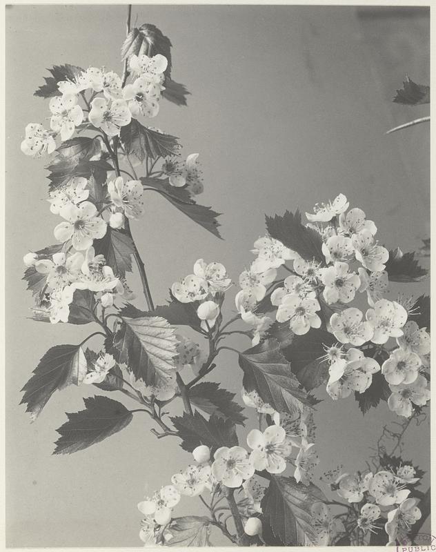 67. Crataegus coccinea, hawthorn, scarlet haw - Digital Commonwealth