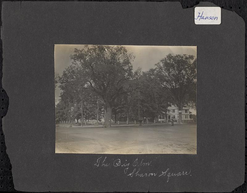 The Big Elm, Sharon Square - Digital Commonwealth
