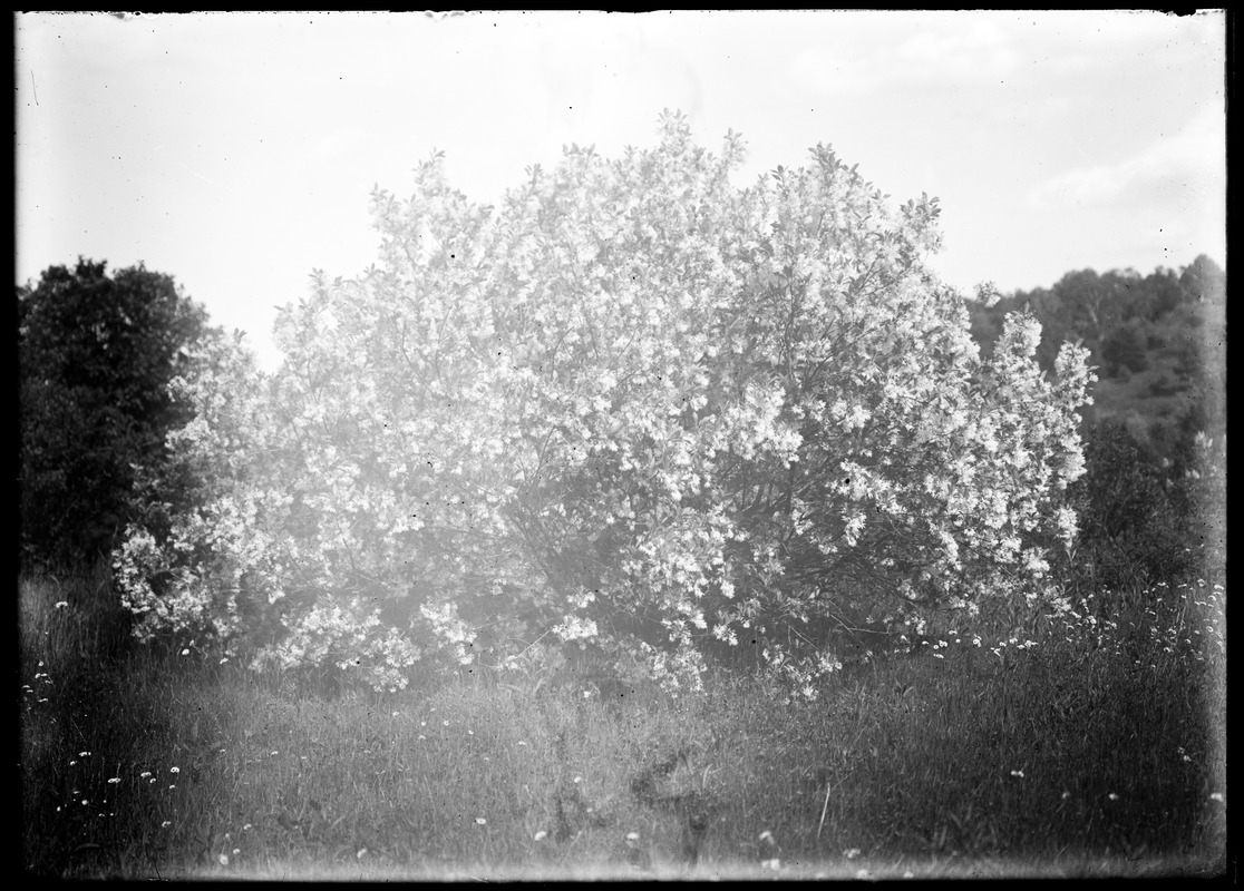 Fringe bush Forest Park - Digital Commonwealth