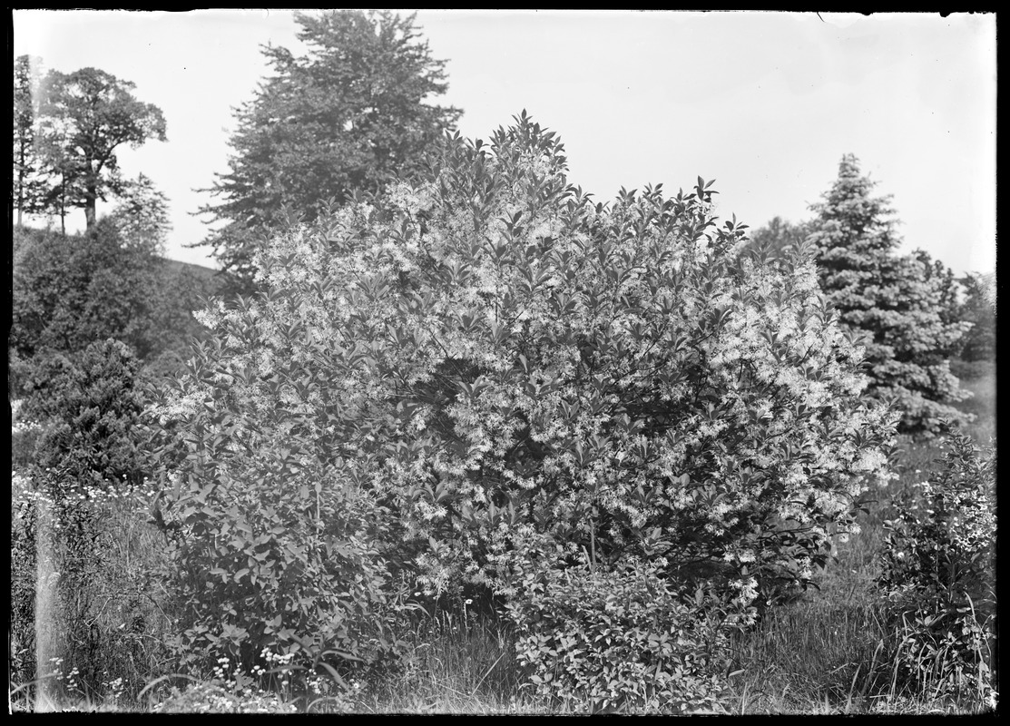 Fringe bush Forest Park - Digital Commonwealth