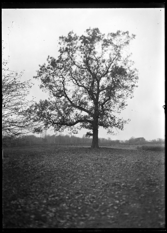 Oak tree pasture southeast - Digital Commonwealth