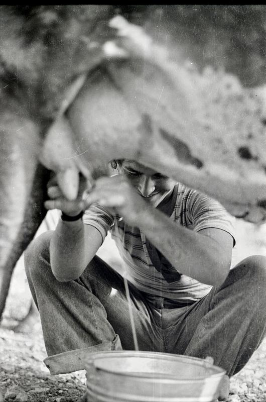 Jose Adam Cuevo milking the cow - Digital Commonwealth