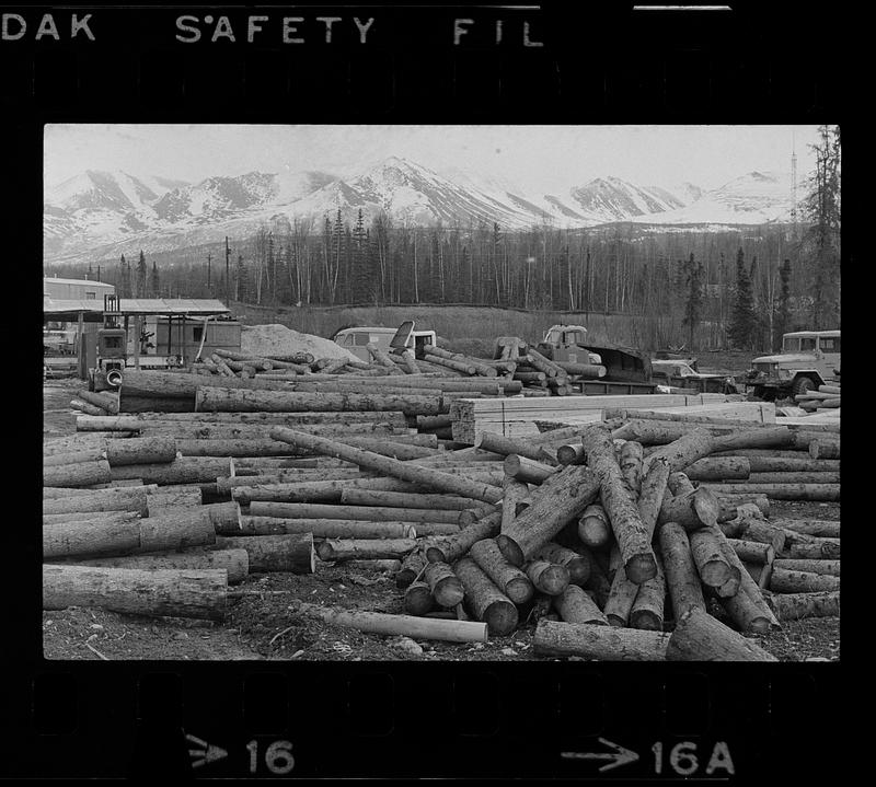 Piles of cut logs, Alaska - Digital Commonwealth