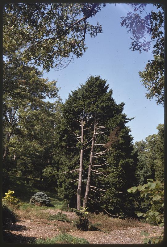 Tree - Digital Commonwealth