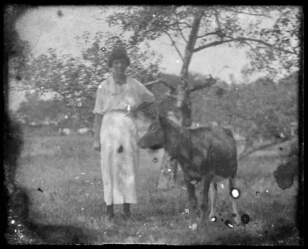 Heifer and woman - Digital Commonwealth