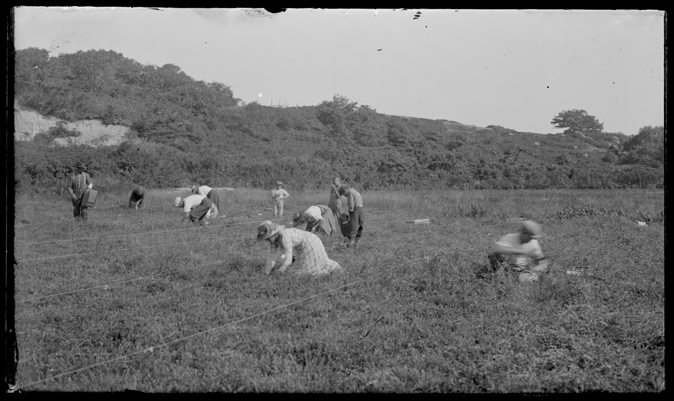 Picking hops or cranberries? - Digital Commonwealth