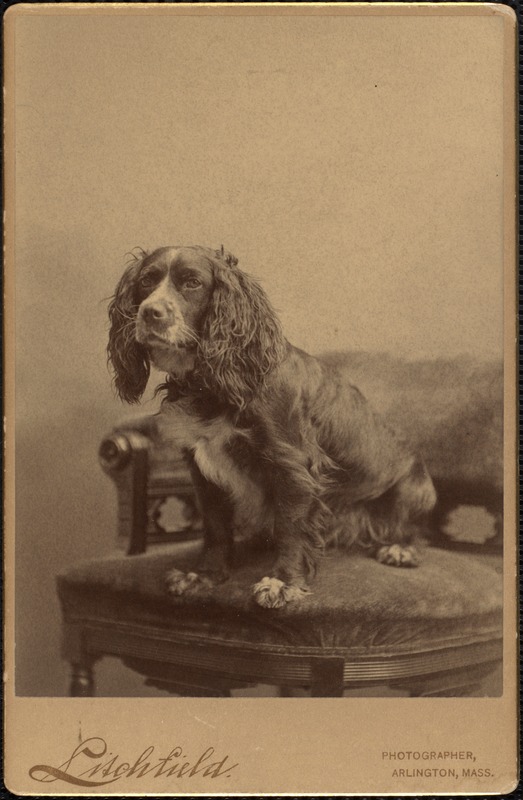 Robbins sisters - dog, Fife - Digital Commonwealth