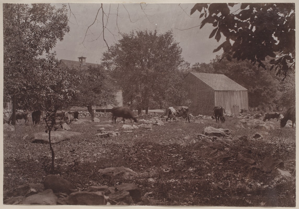 Photograph Album of the Newell Family of Newton, Massachusetts - Cows ...