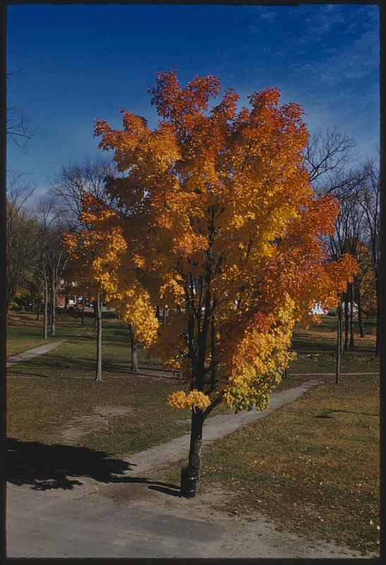 Fall foliage - Digital Commonwealth