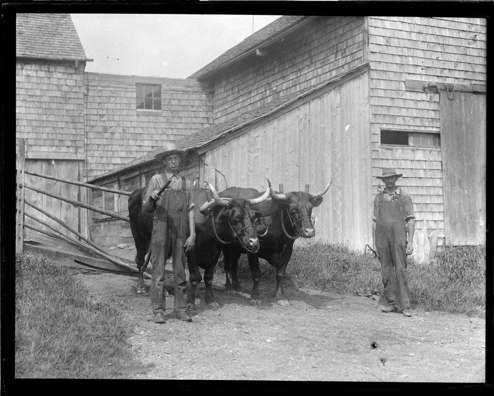 Oxen in N.H. farm - Digital Commonwealth