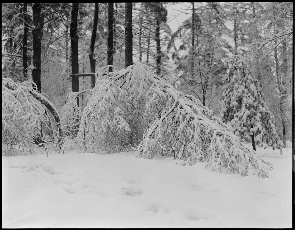 Snow scene, tree bowed down with snow - Digital Commonwealth