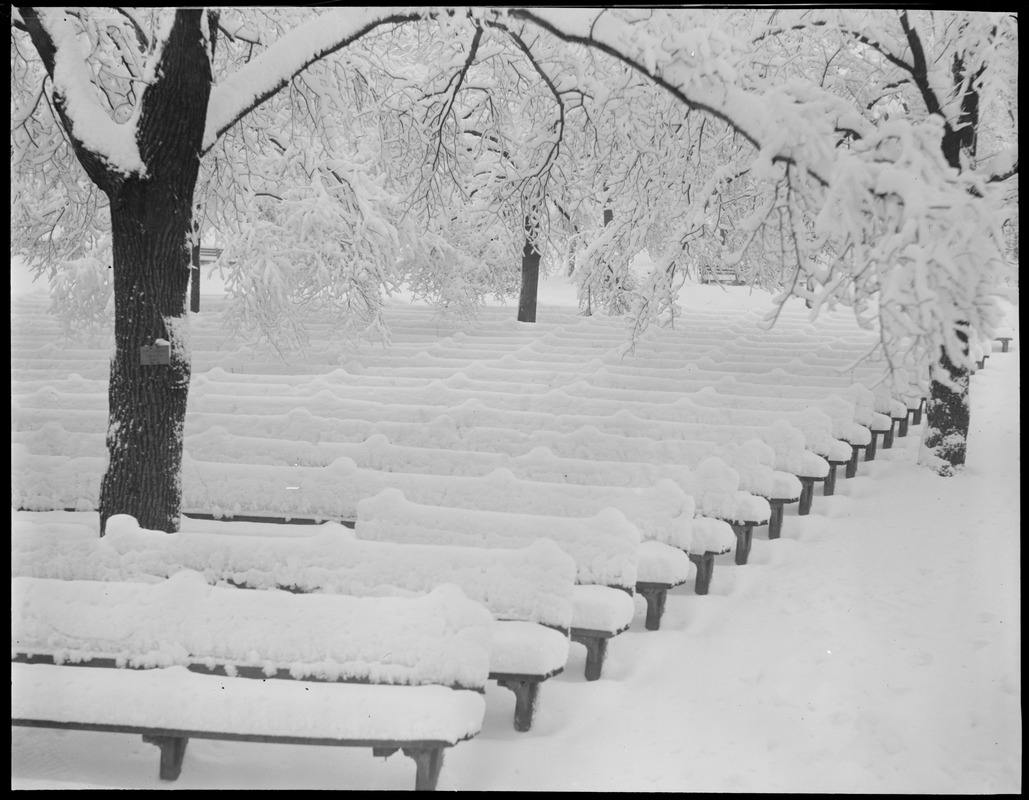 Snow covered benches, Boston Common - Digital Commonwealth