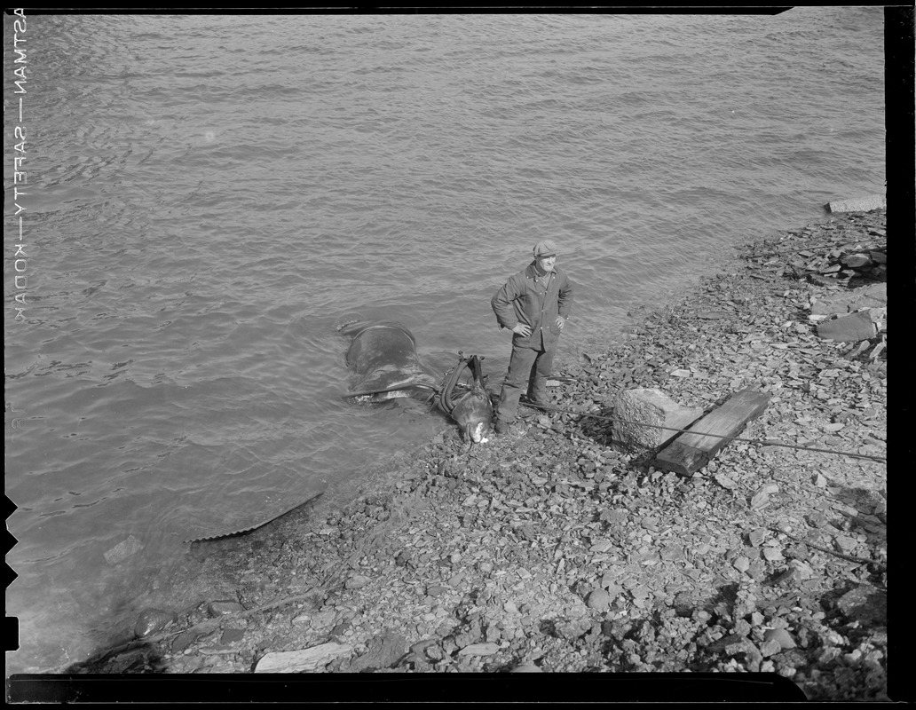 Horse drowns in water near South Boston army base. - Digital Commonwealth