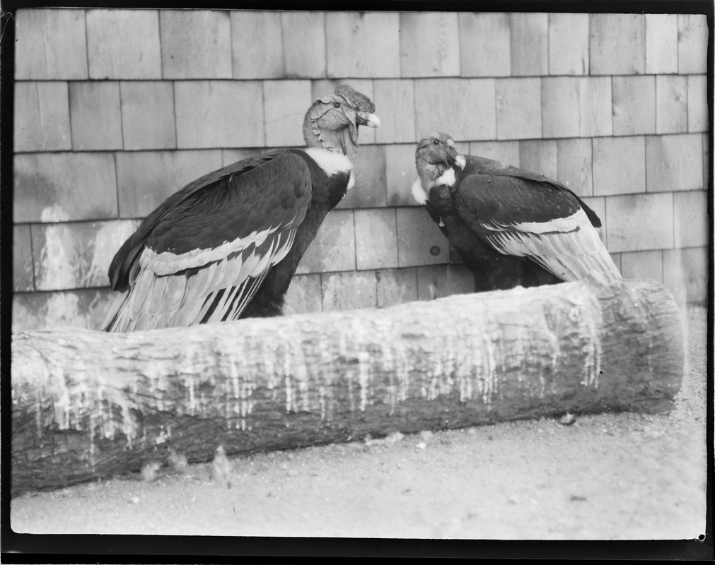 Bensons Zoo, Nashua, N.H. - Digital Commonwealth