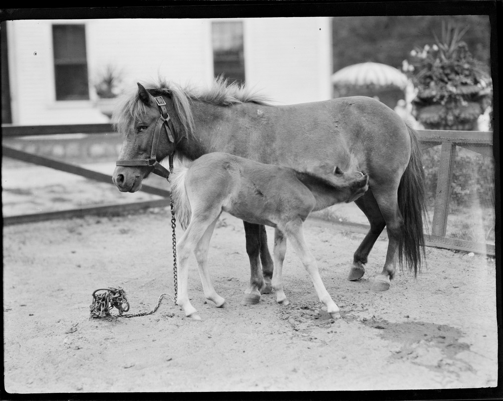 Bensons Zoo, Nashua, N.H. - Digital Commonwealth