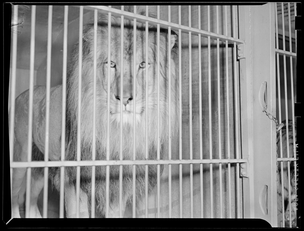 Lion in cage - Digital Commonwealth