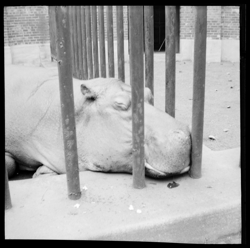 Hippo at zoo - Digital Commonwealth