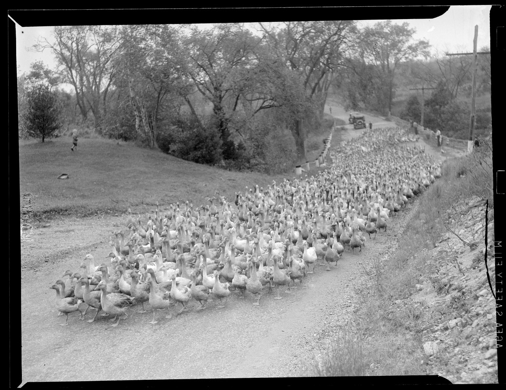 Ducks walk down country road - Digital Commonwealth