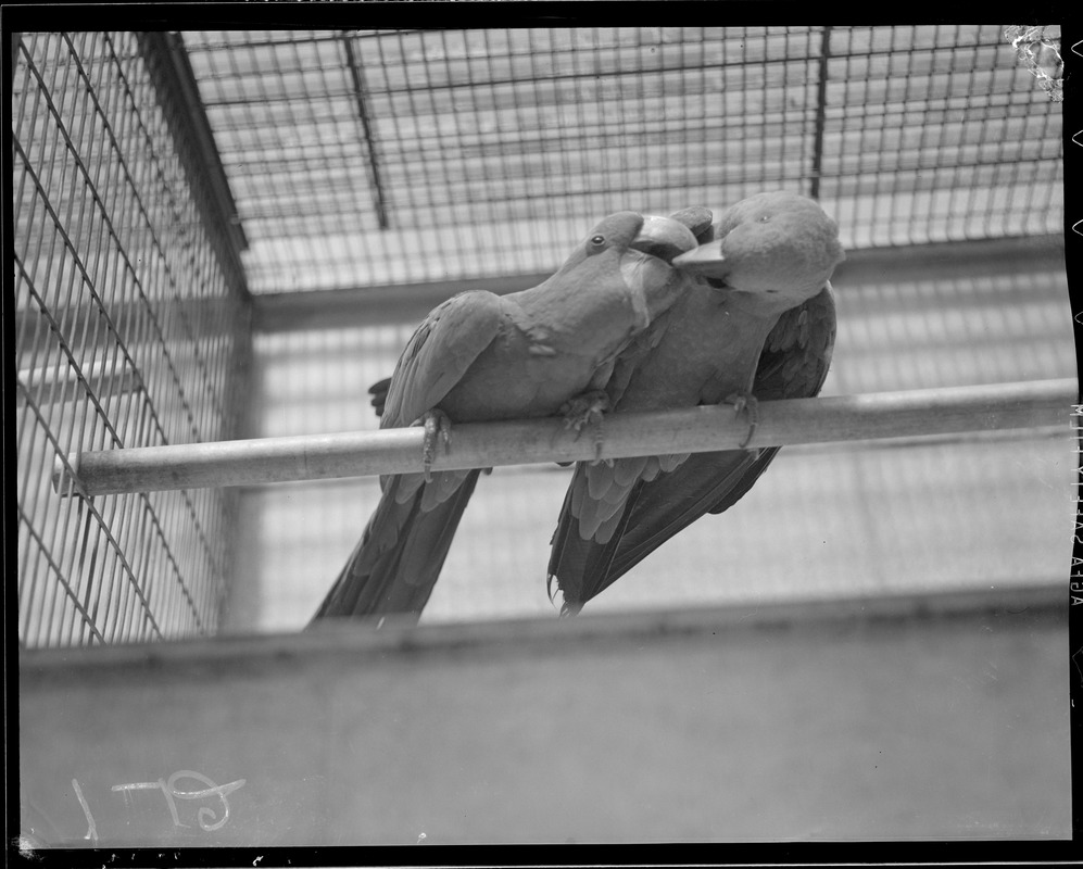 Parrots on perch in zoo - Digital Commonwealth