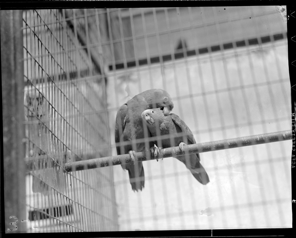 Parrots on perch in zoo - Digital Commonwealth