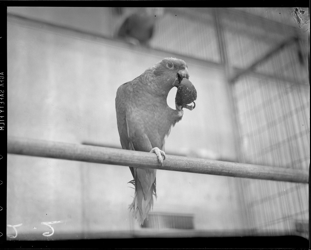 Parrot eating on perch in zoo - Digital Commonwealth